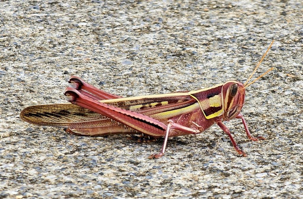 Bombay Locust from Kuninao, Kadena, Nakagami District, Okinawa 904-0200 ...