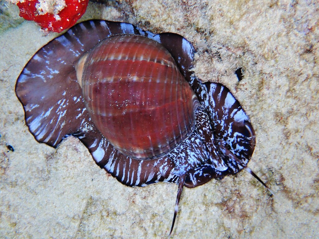 Partridge Tun Snail from Point Panic on October 18, 2022 at 08:01 PM by ...