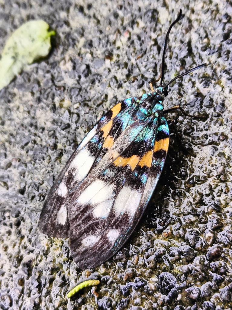 Erasmia pulchella from Taipei, TW-TP, TW on October 20, 2022 at 09:23 ...