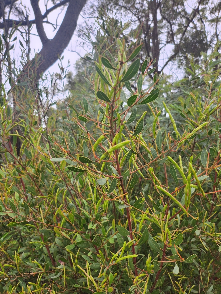 Myrtle Wattle from Padstow Heights NSW 2211, Australia on October 20 ...