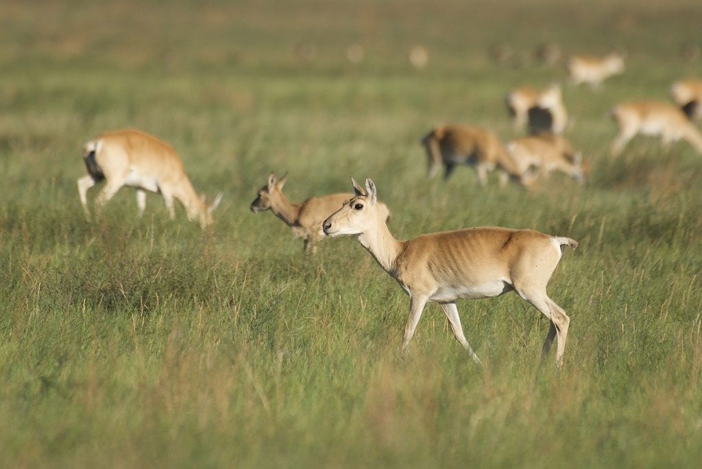 Mongolian Gazelle (Procapra gutturosa) - Know Your Mammals