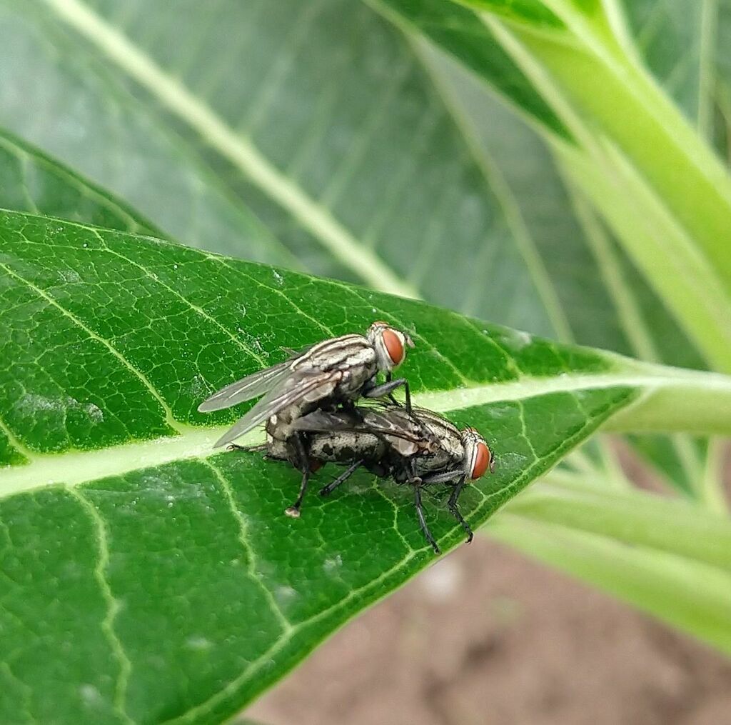 Common Flesh Flies from Sodha no Delo, Kadiawad, Jamnagar, Gujarat ...