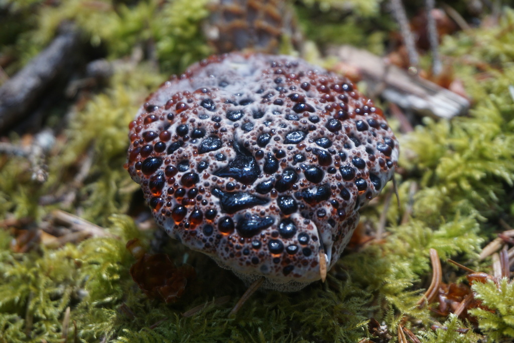 Bleeding Tooth Fungus Uk