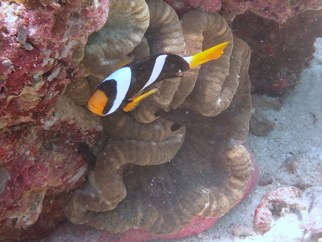 Adhesive Anemone from J92F+2JG Andaman Sea, ตำบล ราไวย์ ประเทศไทย on ...