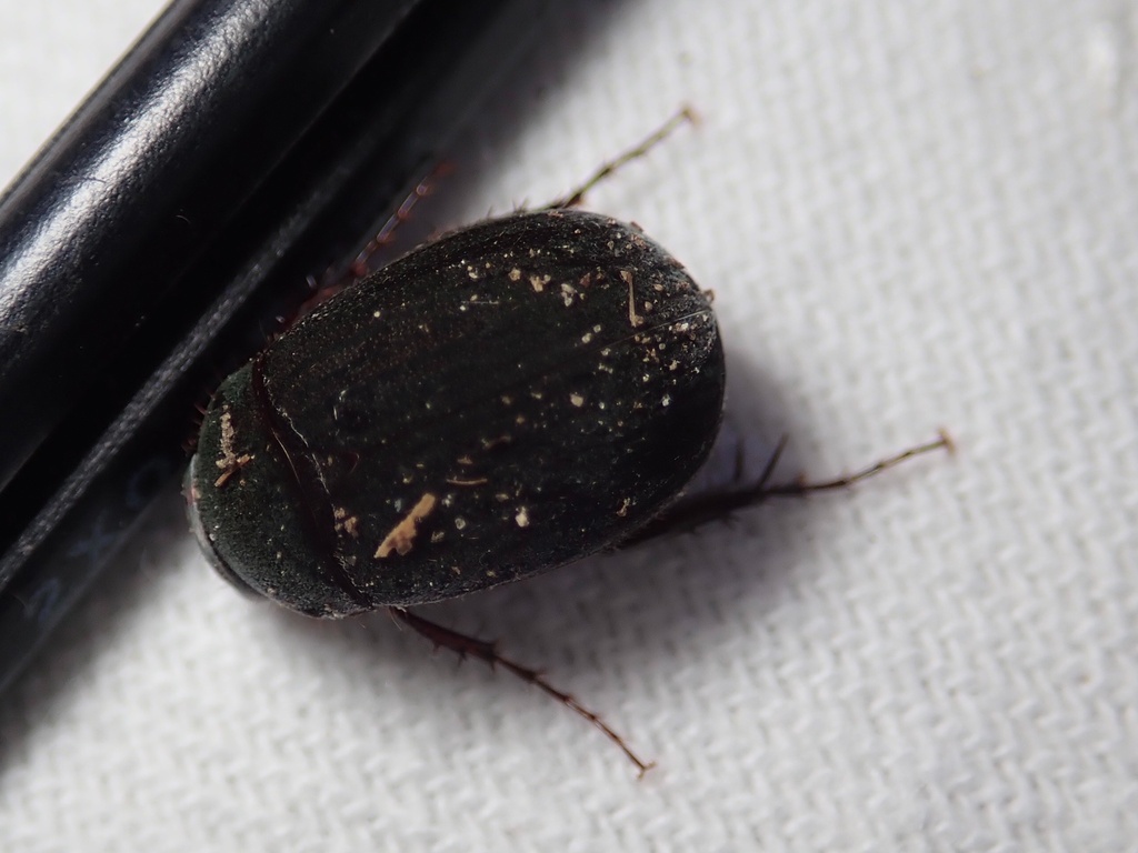 Maladera orientalis from 淀川河川公園, 寝屋川市, 大阪府, JP on October 07, 2021 at ...