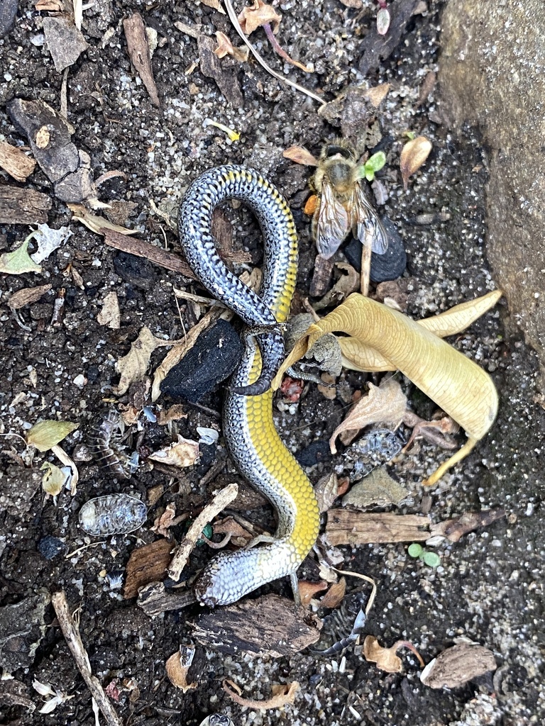 Two-toed Earless Skink from Kings Park and Botanic Garden, Kings Park ...