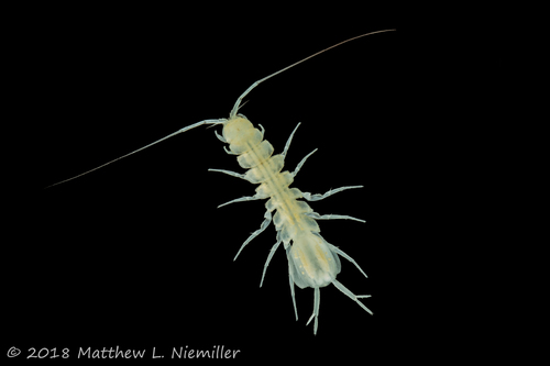 Caecidotea bicrenata · iNaturalist