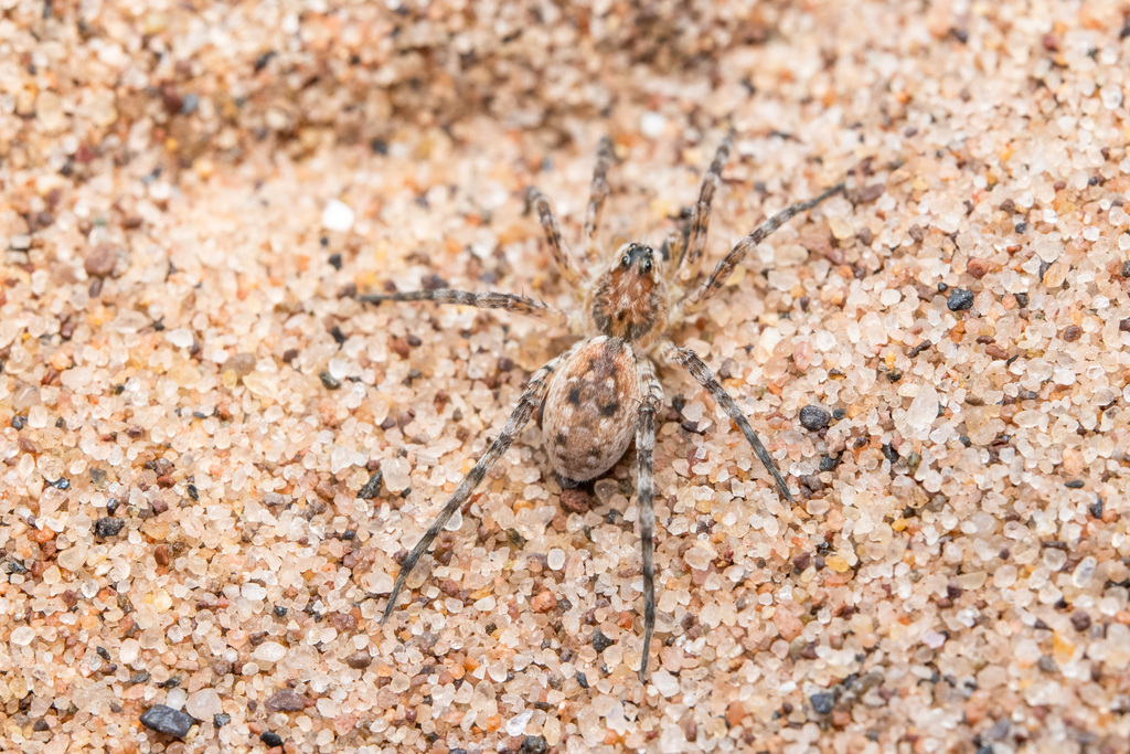 Shoreline Wolf Spider from Wisconsin Point Lot 4 beach Superior, WI ...