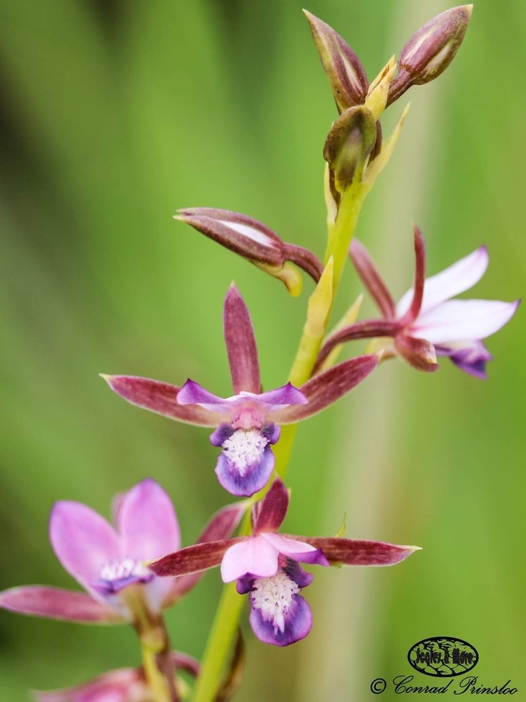 Drooping-Yawning Harlequin in January 2019 by Conrad Prinsloo · iNaturalist