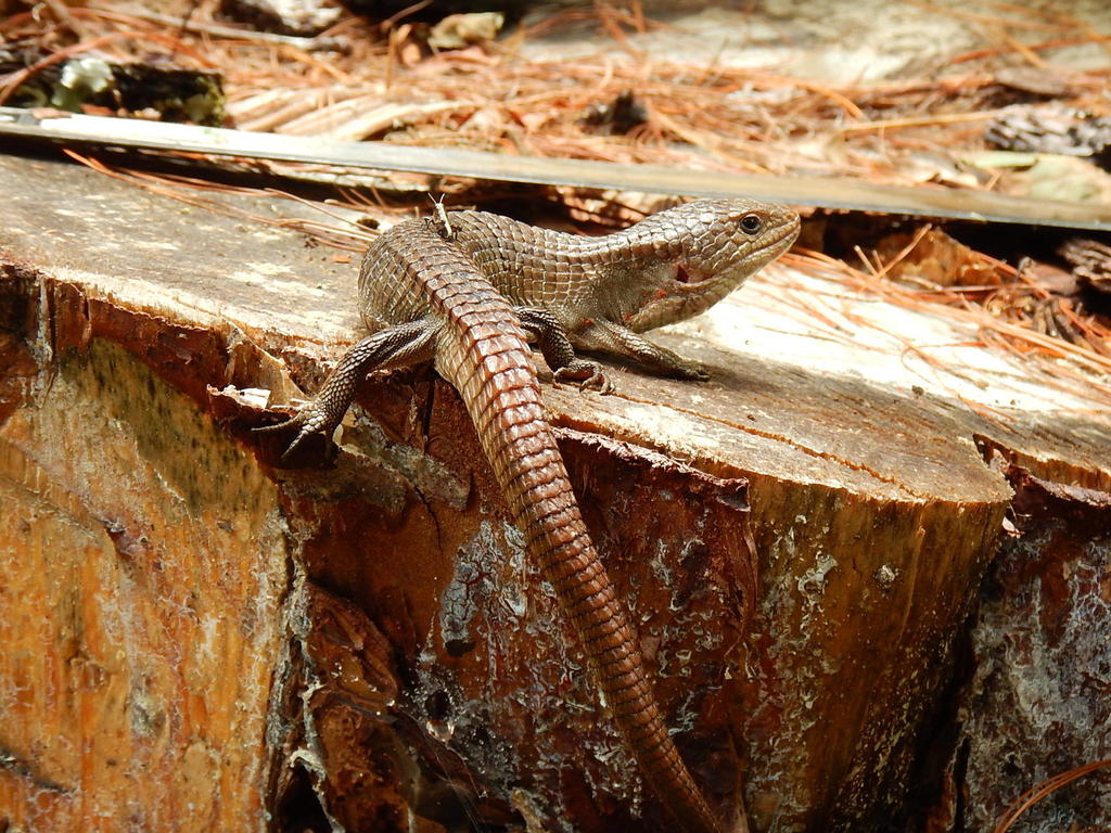 Oaxaca Alligator Lizard from san miguel coatlan on August 14, 2015 by ...
