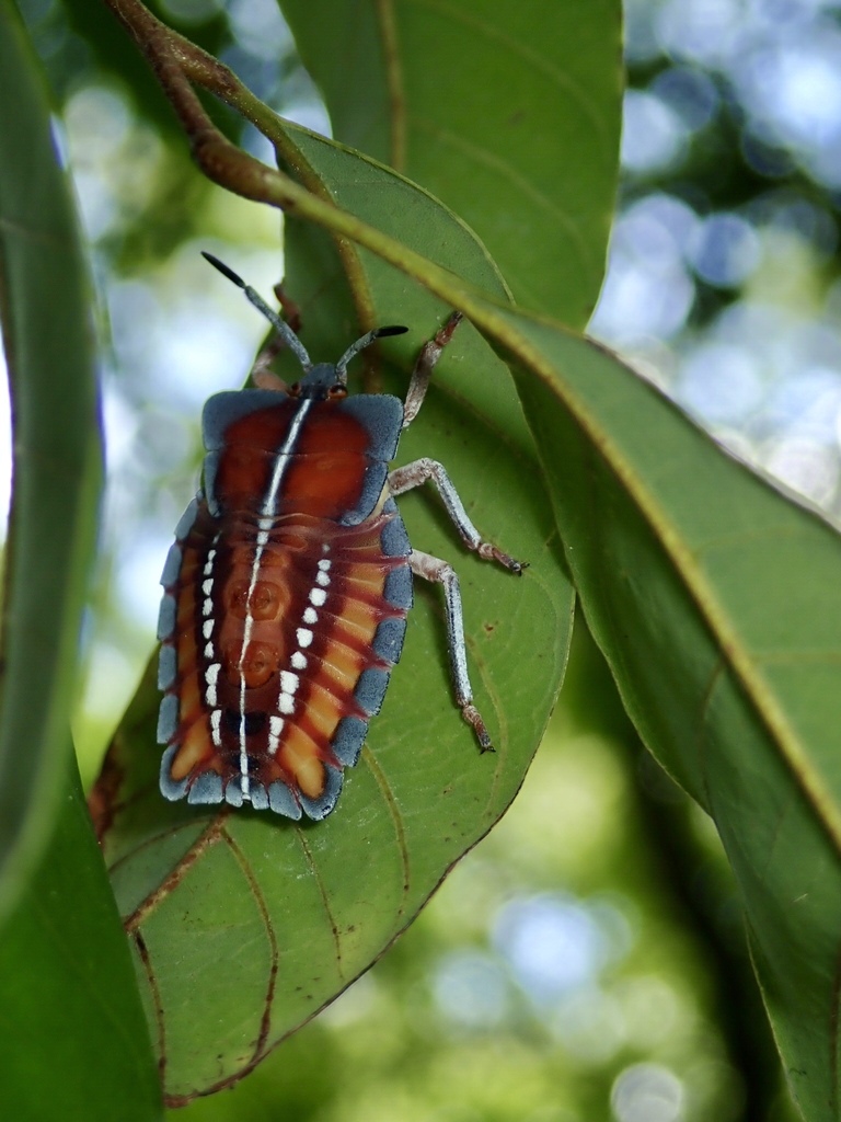 Lychee Stink Bug from 青衣公園, , 香港, HK on August 13, 2018 at 06:06 AM by ...