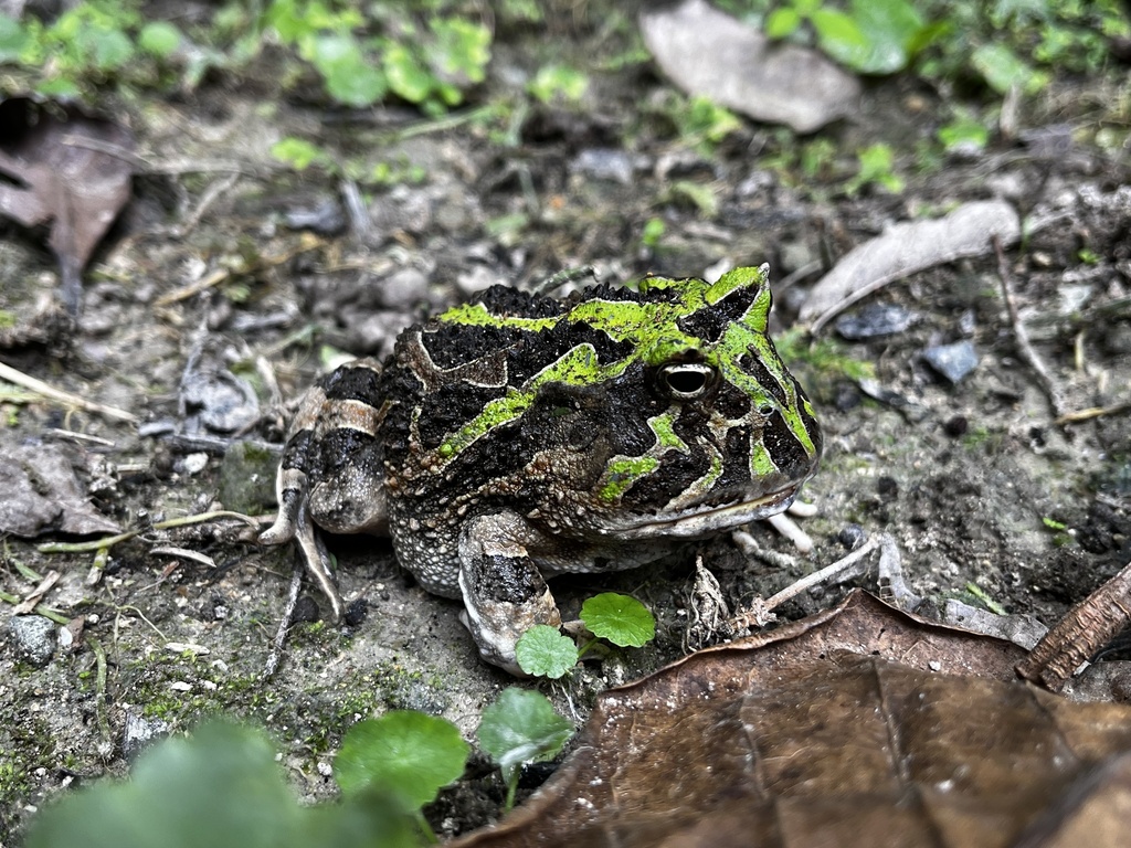 Venezuelan Horned Frog from Cartagena Botanical Garden Guillermo ...