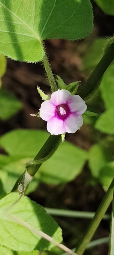 bindweed family from Institute of Forest Biodiversity on October 19 ...
