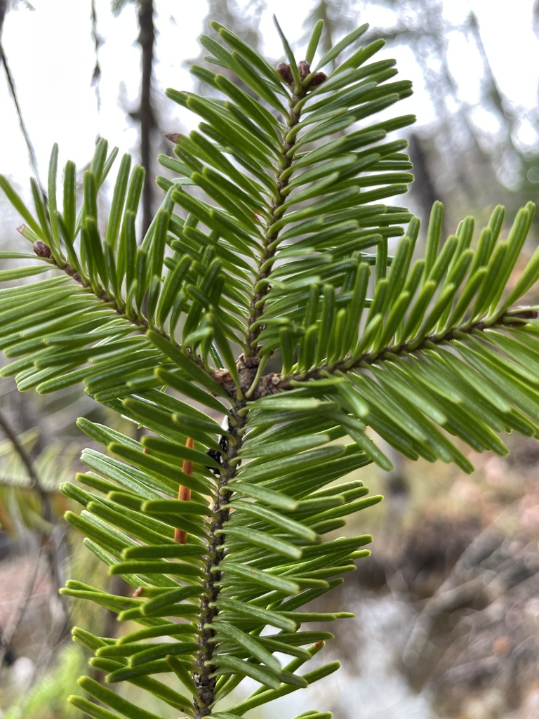 balsam fir from Cape Breton Island, Cape Breton, NS, CA on October 20 ...