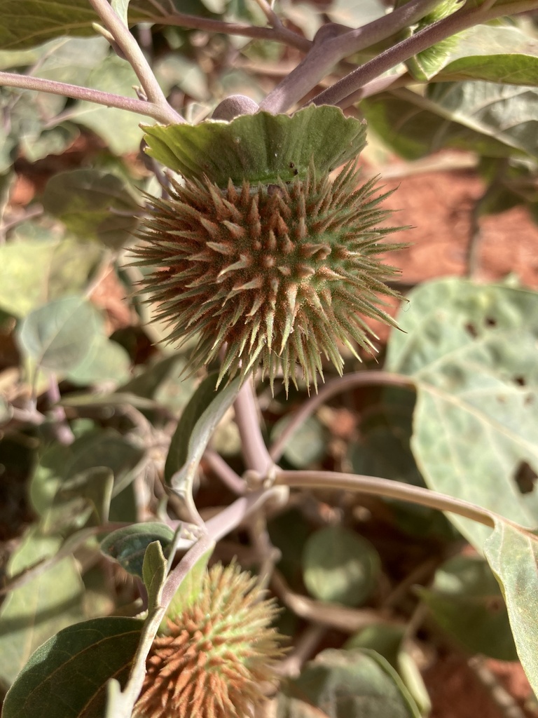 Sacred Datura from Pioneer Park, Saint George, UT, US on October 20 ...