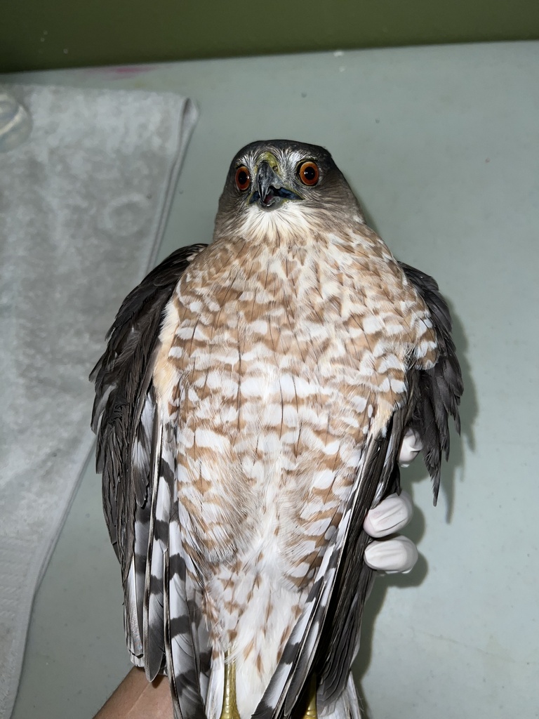 Cooper's Hawk from Basse Rd, San Antonio, TX, US on 20 October, 2022 at ...