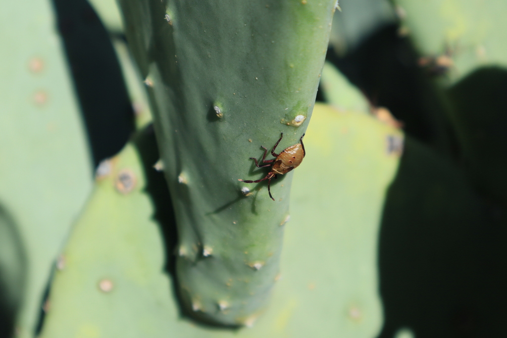 Cactus Coreid Bug from Hidalgo County, NM, USA on October 19, 2022 at ...