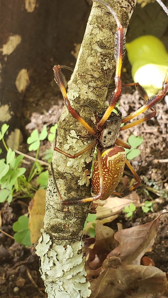 Golden Silk Spider from Newton County, US-GA, US on October 20, 2022 at ...