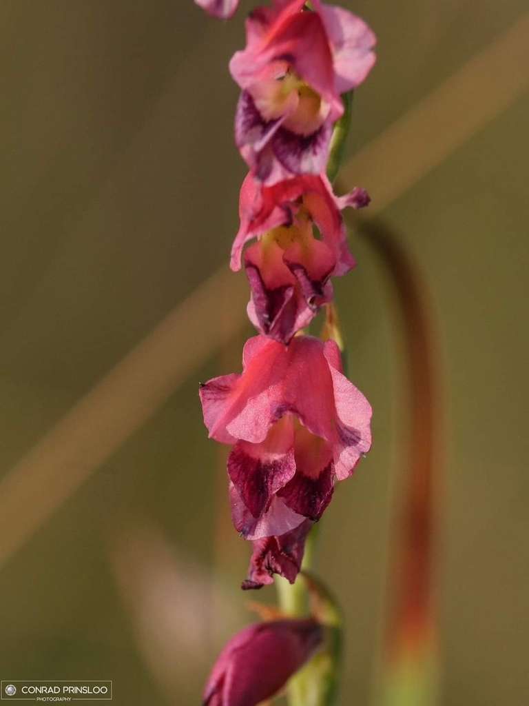 thick-leaved gladiolus from Modder East, Springs, 1559, South Africa on ...
