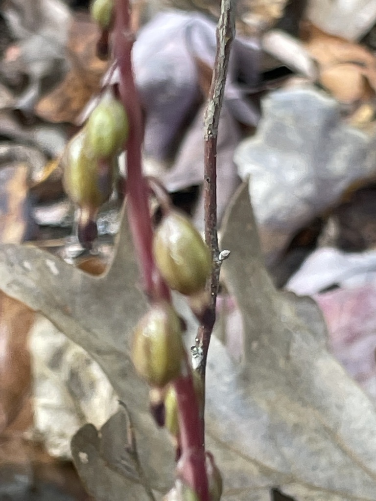 autumn coralroot in October 2022 by Helen Lowe Metzman · iNaturalist