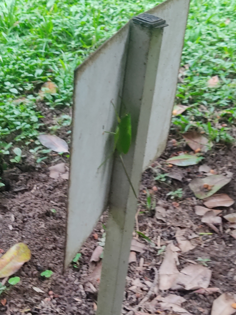 Copiphora vigorosa from Carrera #7 4-35, Floridablanca, Santander ...