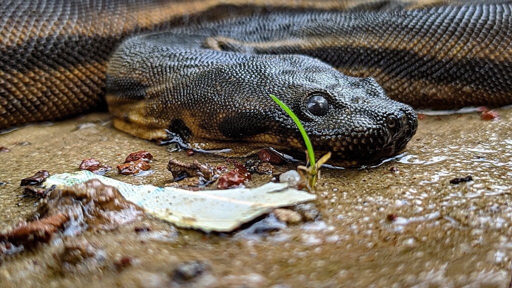 Javan File Snake from Empunak Tapang Keladan, Kec. Ketungau Hulu ...