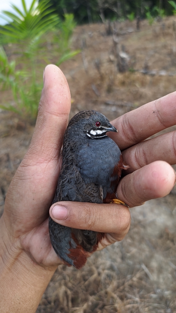 Blue-breasted Quail from RXXP+CWV, Empunak Tapang Keladan, Kec ...