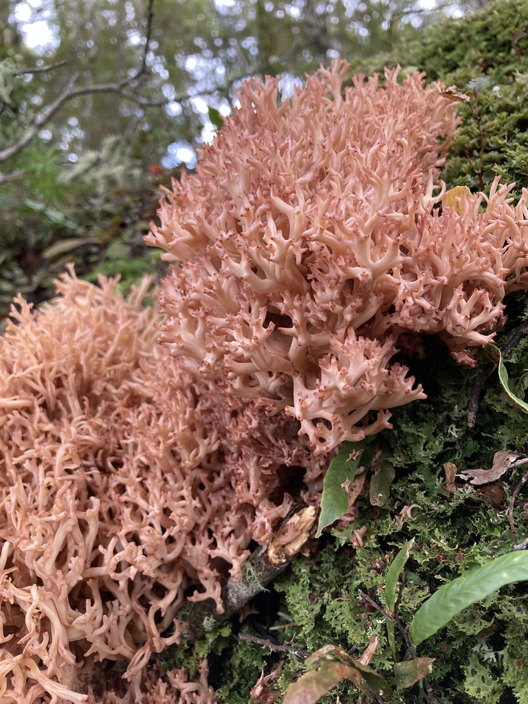 Coral Fungi from Te Waipounamu/South Island, Runanga, 西海岸, NZ on June ...
