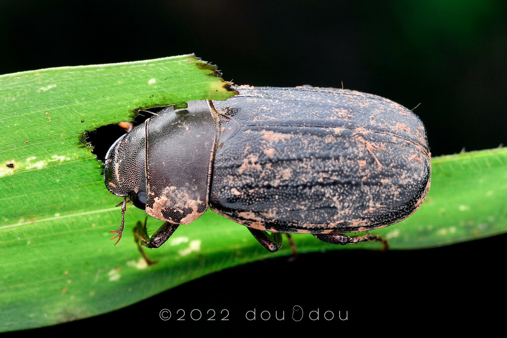 Sophrops from 中国云南省普洱市江城哈尼族彝族自治县 on July 22, 2022 at 10:56 PM by 豆豆 · ...