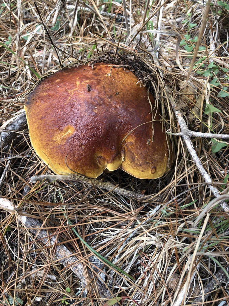 King Bolete from Salt Point State Park, The Sea Ranch, CA, US on ...