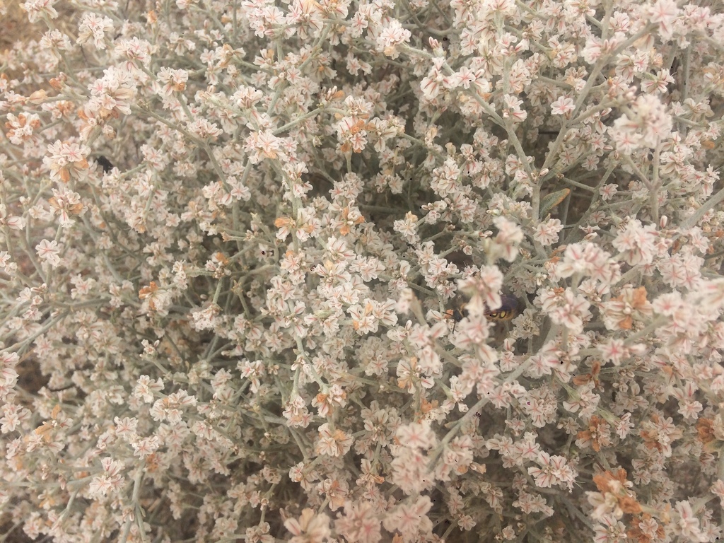 Snow Buckwheat from US-730 E, Touchet, WA, US on August 26, 2018 at 01: ...