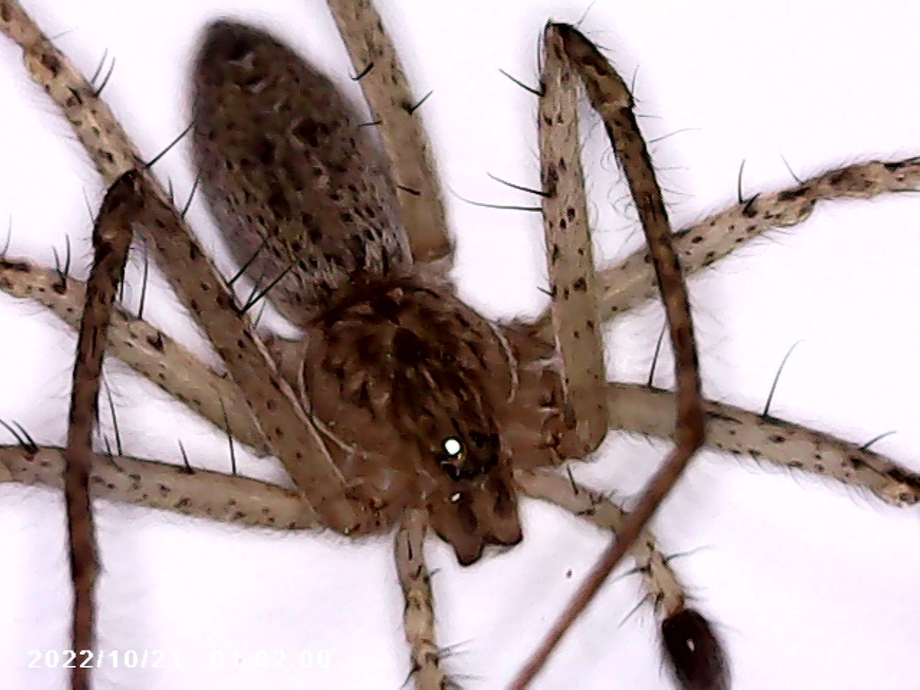 Ghost Spiders from Centenario on October 20, 2022 at 10:00 PM by Diego ...