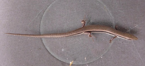 Subspecies Lerista microtis microtis · iNaturalist