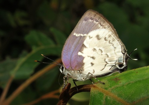 Tmolus ufentina · iNaturalist