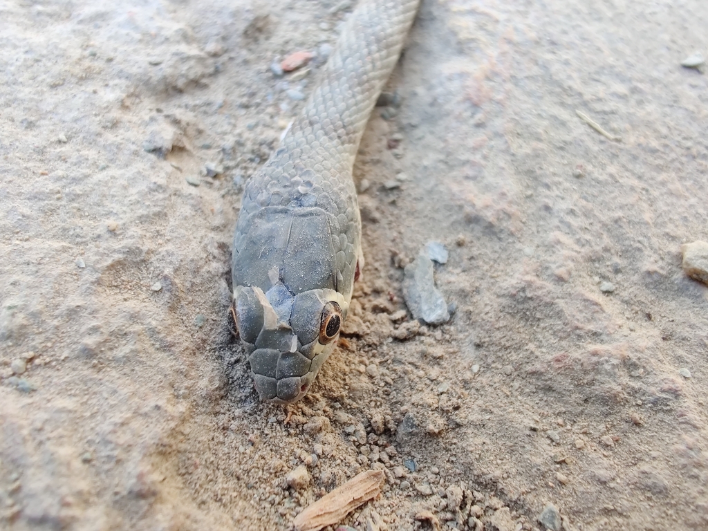 Jan’s Cliff Racer from Gosht on October 21, 2022 at 10:36 AM by Ahmad ...