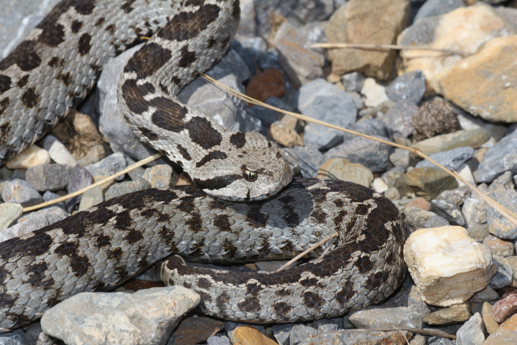 Mount Bulgar viper in August 2019 by Burak Akdağ · iNaturalist