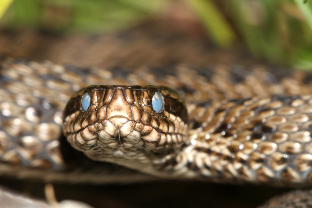 Alburzi Viper in June 2020 by Burak Akdağ · iNaturalist