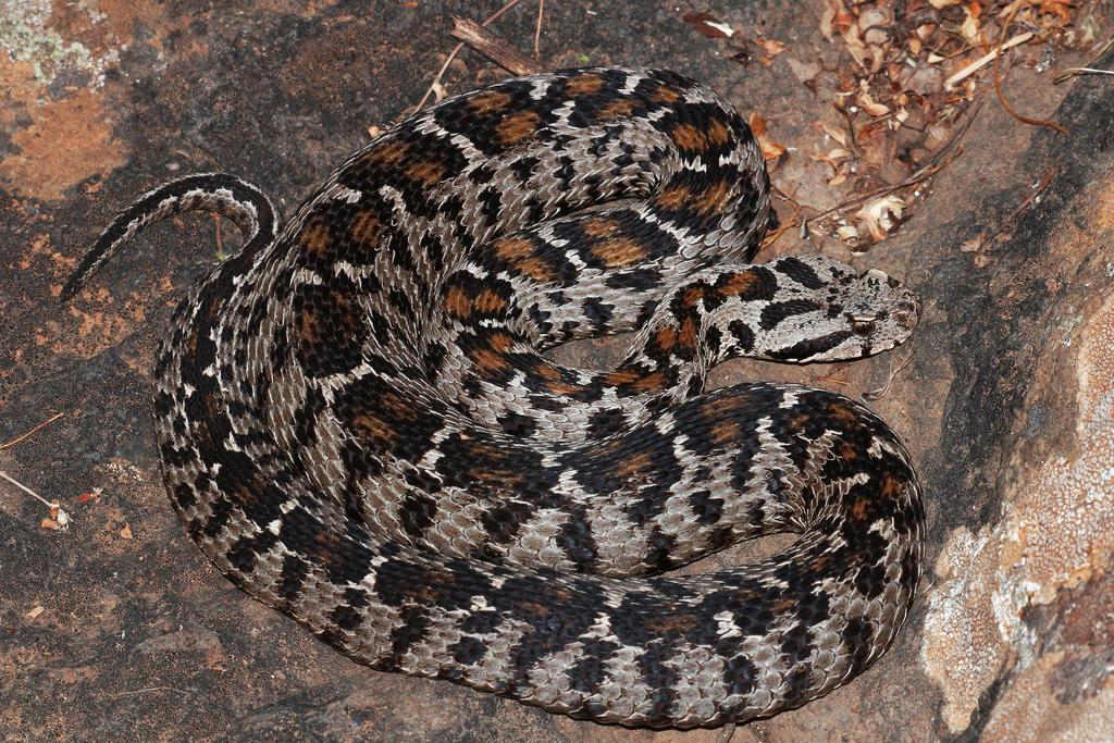 Wagner's Viper in September 2019 by Burak Akdağ · iNaturalist