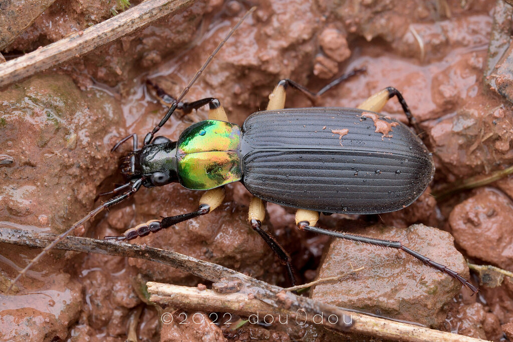 Chlaenius flavofemoratus from 中国云南省普洱市江城哈尼族彝族自治县 on July 22, 2022 at 04 ...