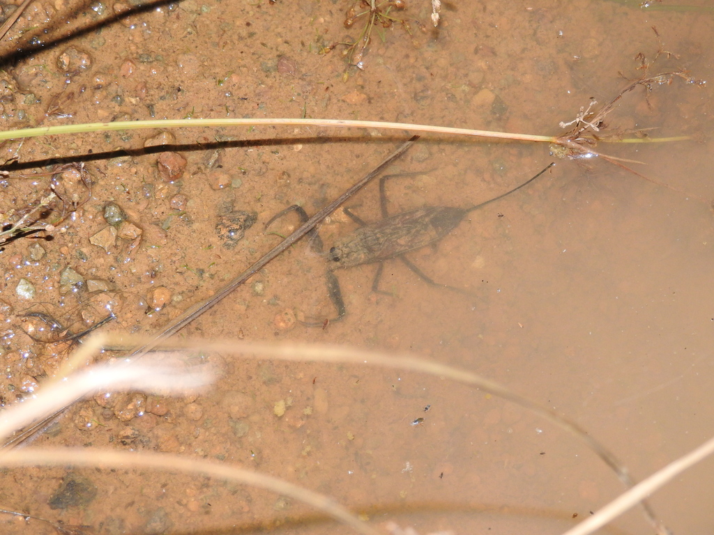 Laccotrephes from Lahad Datu, Sabah, Malaysia on August 16, 2022 at 08: ...