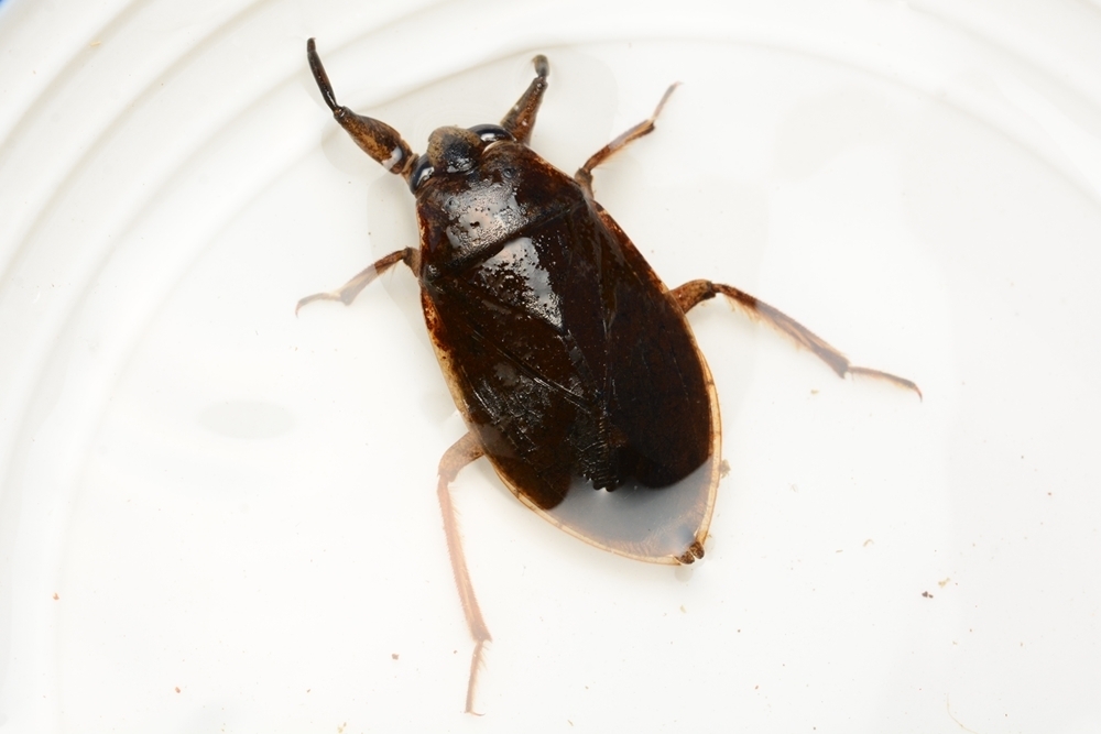Japanese Giant Water Bug from 대한민국 강원도 원주시 on October 08, 2022 at 03:21 ...