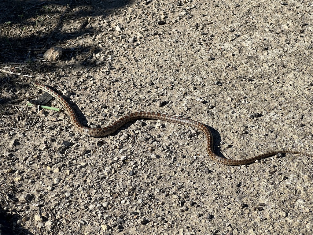 European Ratsnake in October 2022 by Collette Logan · iNaturalist