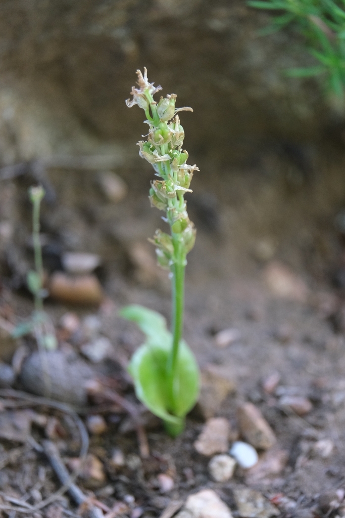 monocots from Greyton, 7233, South Africa on October 20, 2022 at 09:59 ...