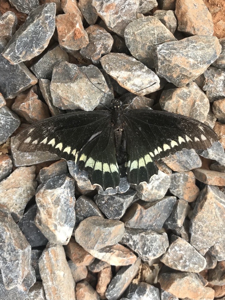 Polydamas Swallowtail from Lagoa Formosa, MG, BR on October 21, 2022 at ...