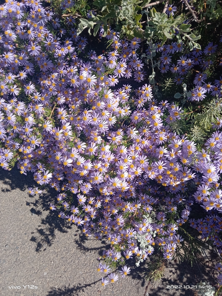 Bush Felicia from Room 25 10th Floor Tygerberg Hospital, Fransie Van ...