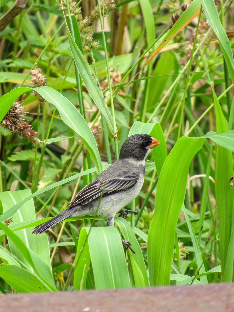 White-throated Seedeater from Santos Dumont I, Gov. Valadares - MG ...