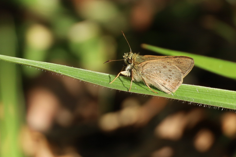 Large Dingy Skipper from 澳洲昆士蘭州庫薩山邮政编码: 4066 on September 24, 2022 at ...