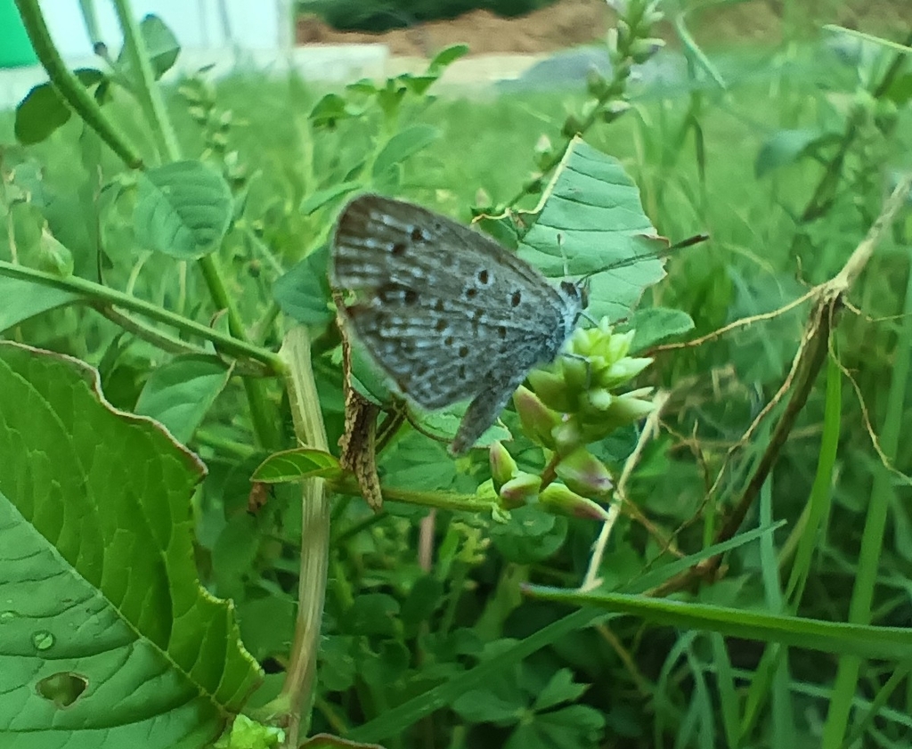 Lesser Grass Blue from IISER TPT on October 21, 2022 at 04:59 PM by ...