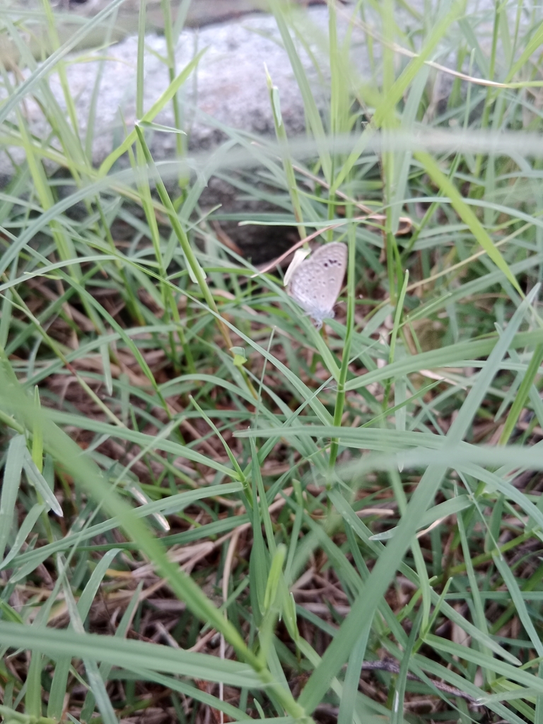Lesser Grass Blue from IISER TPT on October 21, 2022 at 05:09 PM by ...