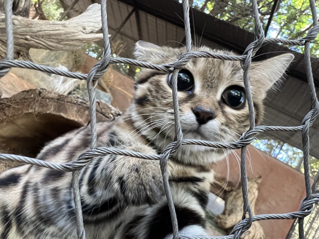 Black-footed Cat in October 2022 by Andrew Harmer · iNaturalist